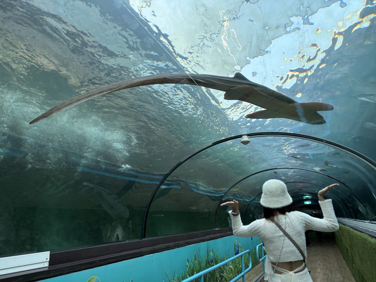 Experiencing Sea Life for the First Time - DailyStraits.com