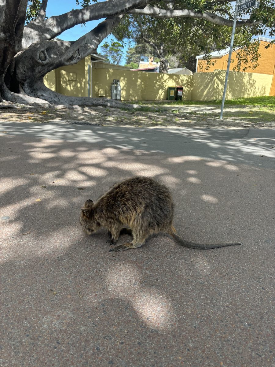 Revisiting Rottnest Island - DailyStraits.com